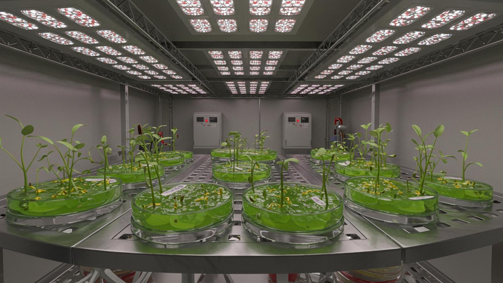 Virtual Reality in Internal Structure of Dicot & Monocot Stem